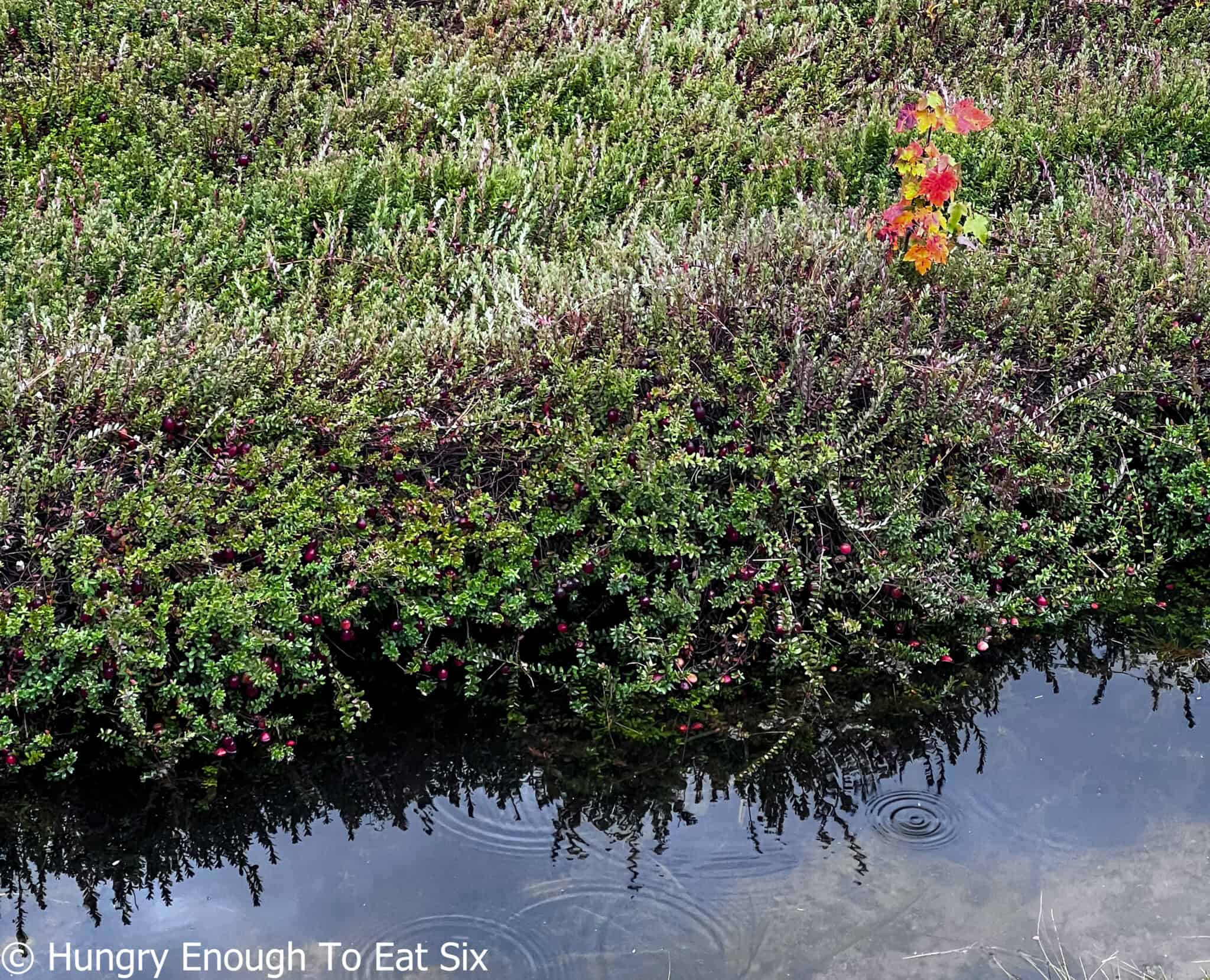 Wade Into a Massachusetts Cranberry Bog — Hungry Enough To Eat Six